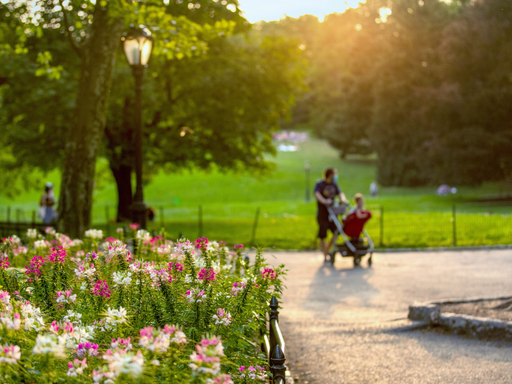The Park Needs Us | Central Park Conservancy