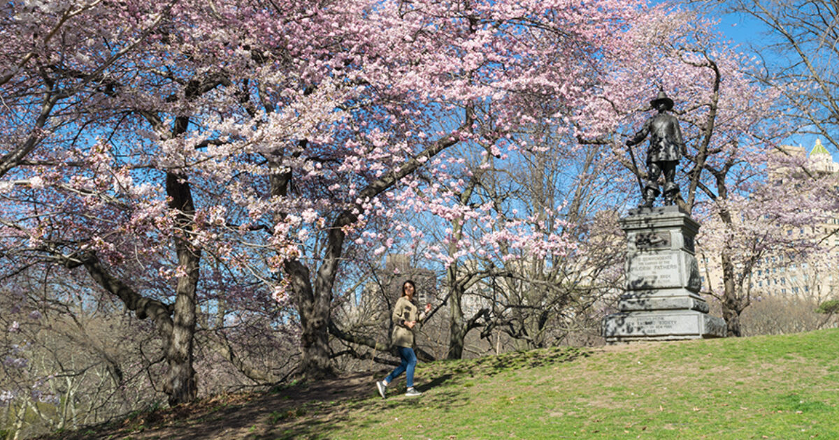 Pilgrim Hill | Central Park Conservancy