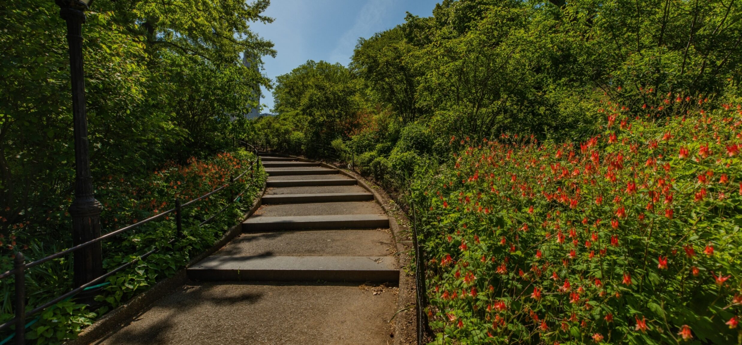Dene Slope | Central Park Conservancy