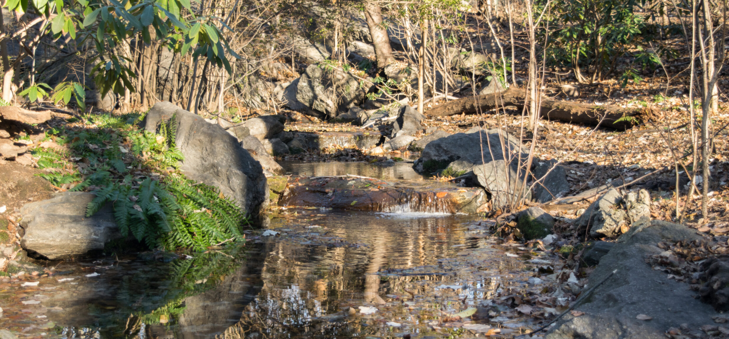 The Gill | Central Park Conservancy